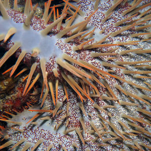 棘冠海星 Acanthaster planci 海洋生物照片 | 潜水时光 Lazydiving