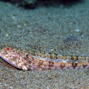 Synodus 海洋生物照片 | 潜水时光 Lazydiving