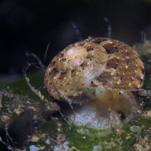Ethalia 海洋生物照片 | 潜水时光 Lazydiving