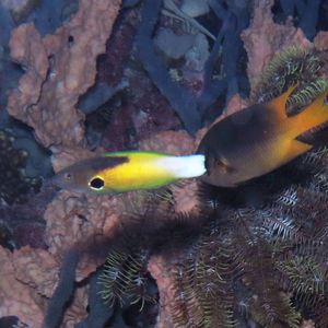 褶唇鱼 Labropsis alleni 海洋生物照片 | 潜水时光 Lazydiving