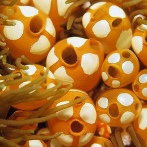 海鞘 Ascidiacea 海洋生物照片 | 潜水时光 Lazydiving