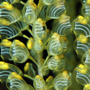 海鞘 Ascidiacea 海洋生物照片 | 潜水时光 Lazydiving