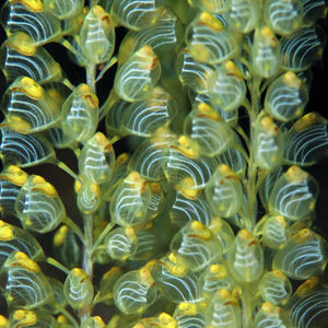 海鞘 Ascidiacea 海洋生物照片 | 潜水时光 Lazydiving