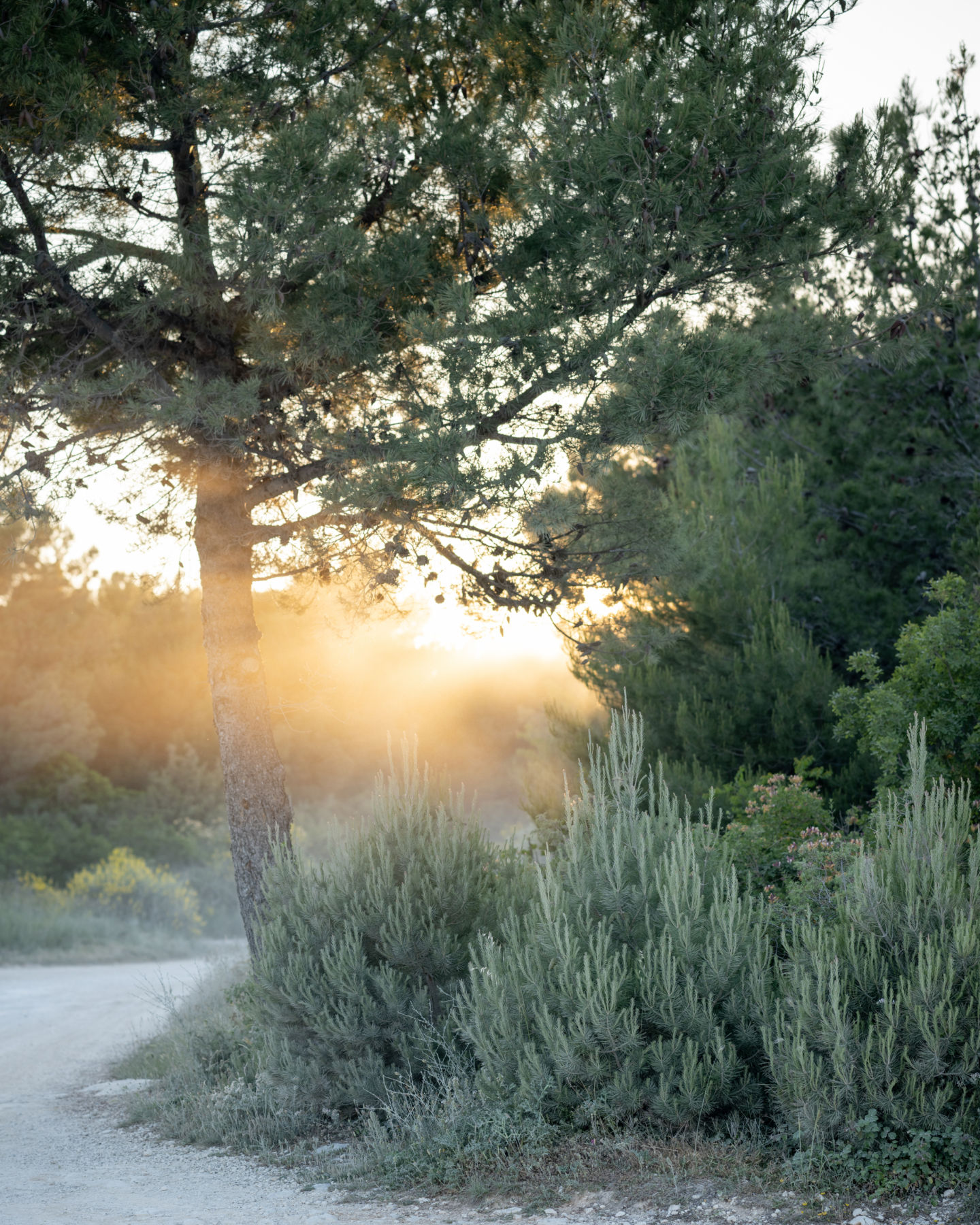 Trudon Duftkerze Solis Rex online kaufen — Duft und Kultur