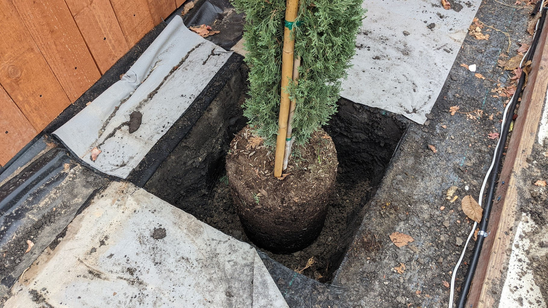 Using Cypress Trees to Hide Ugly Views of Your Neighbors - Abdullah Yahya