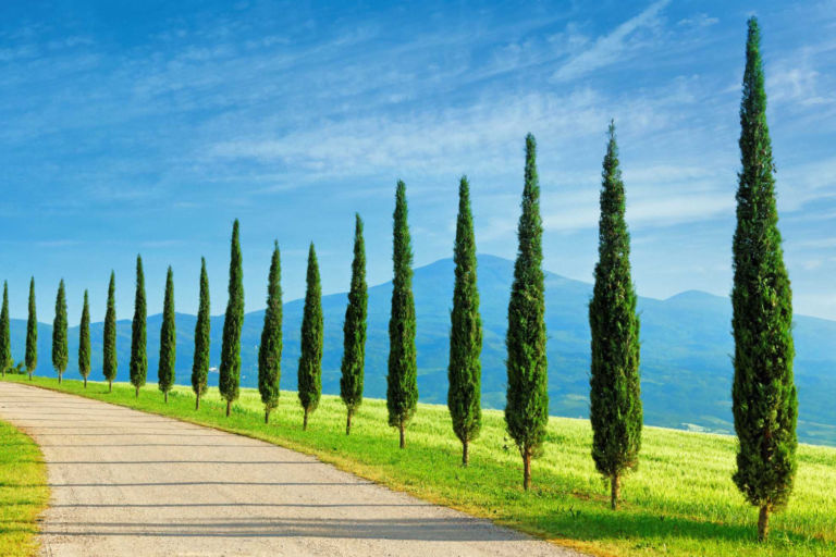 How to Cut Short a Tall Cypress Tree - Abdullah Yahya