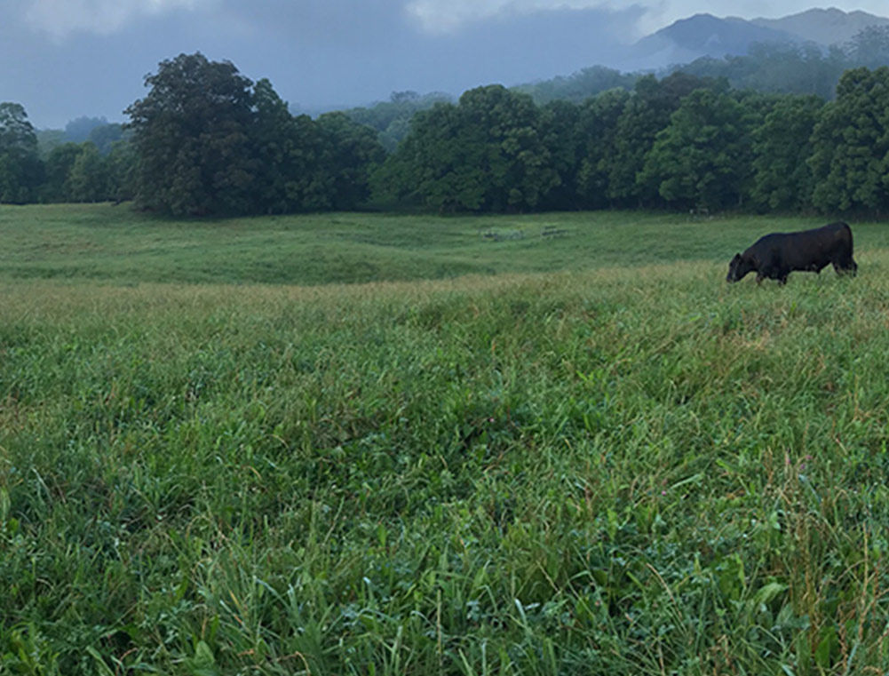 Promised_Land_2020_thumb | em creative/digital