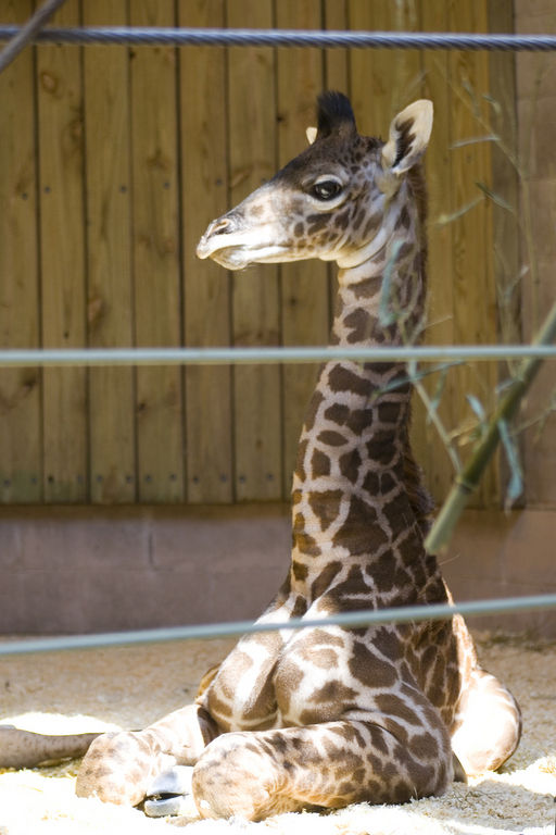 Why the long face?
