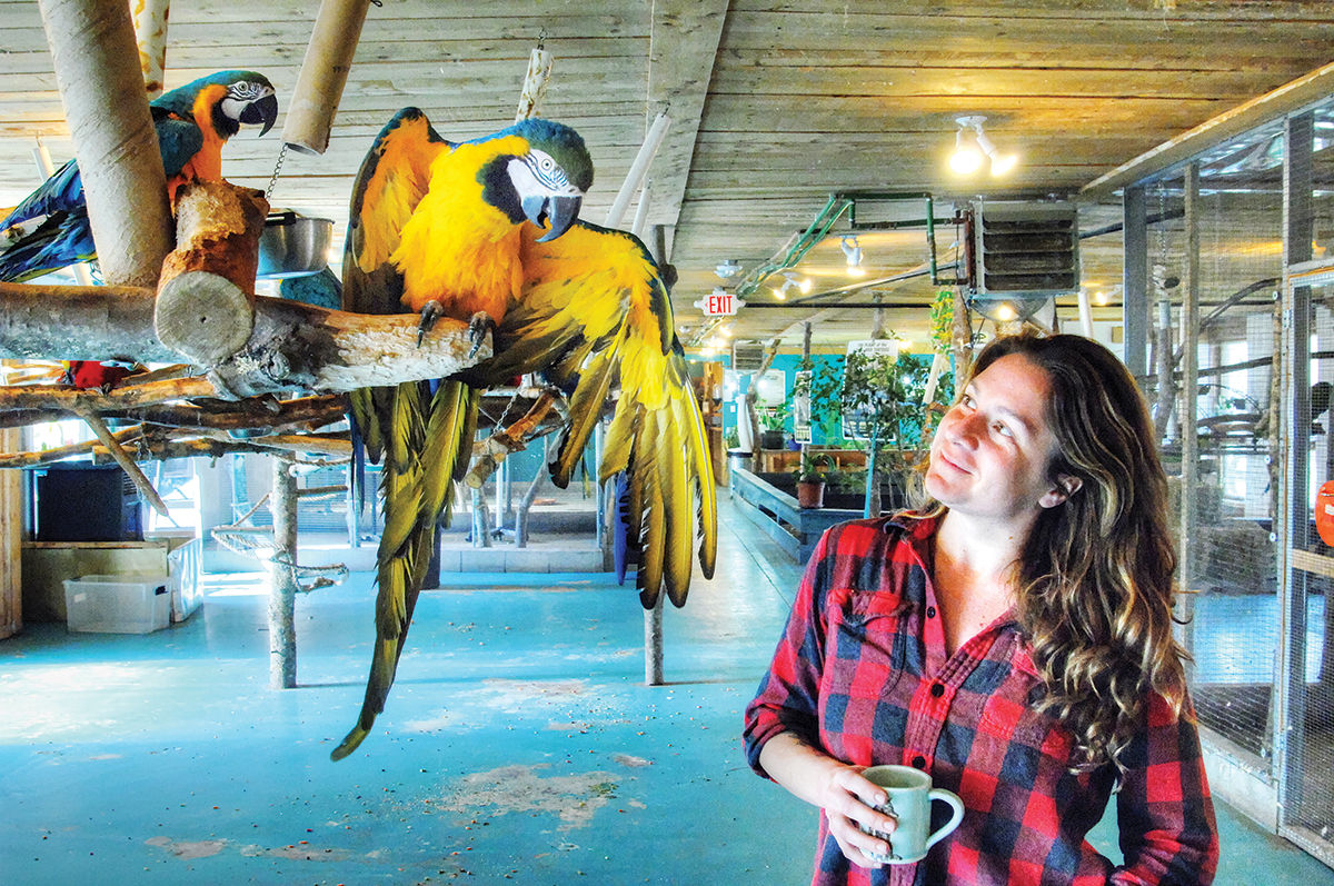 Caring for parrots at home and abroad