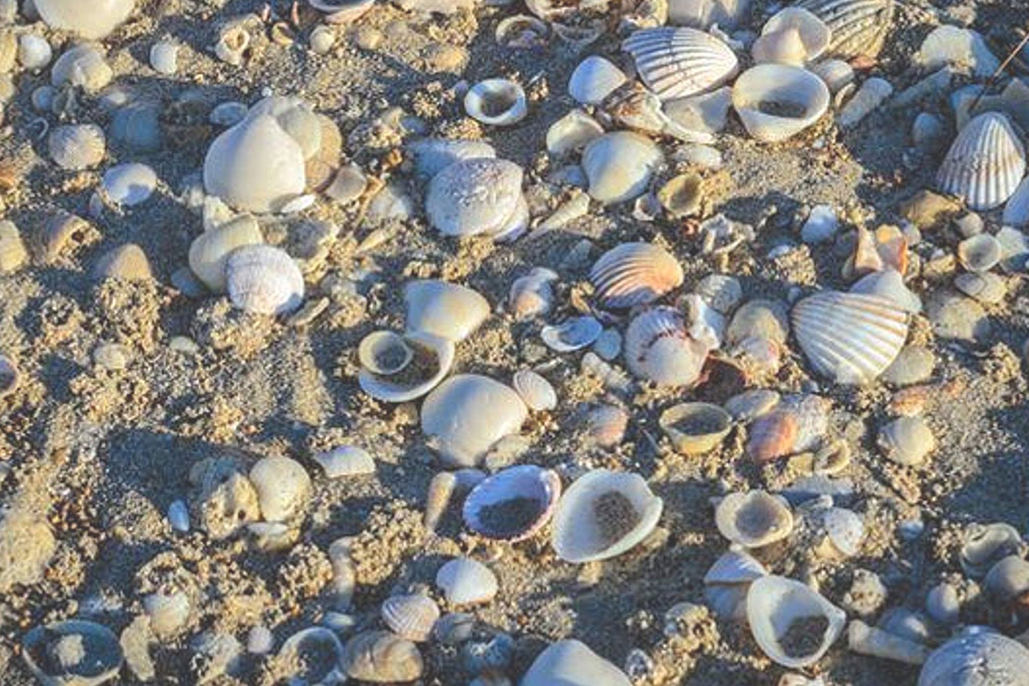 Home - Encanto Living Vacation Beach Rentals-Puerto Penasco Mexico