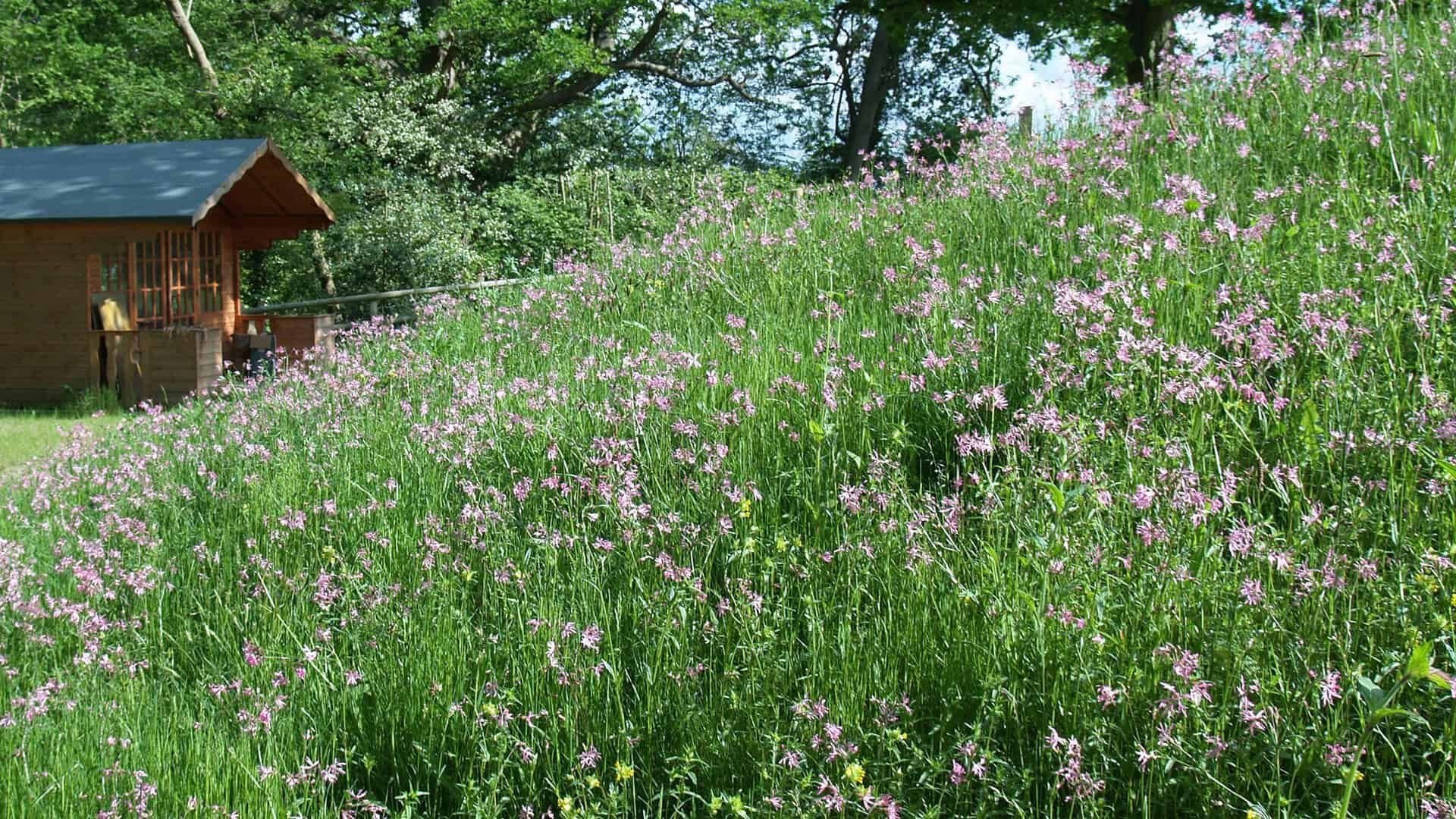A seasonal guide to laying wildflower turf | Lindum Turf