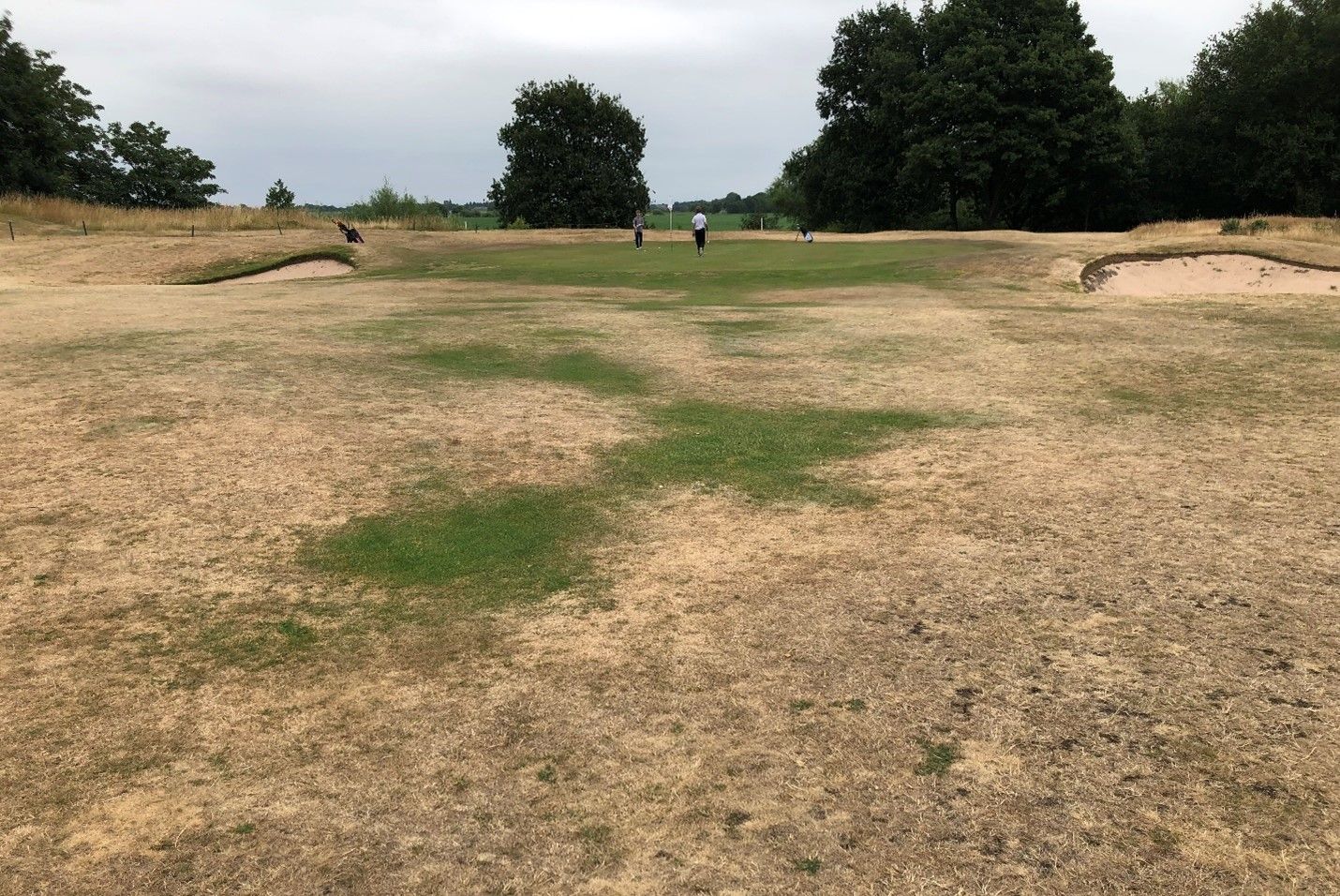 Building resilient golf course fairways | DLF Seeds