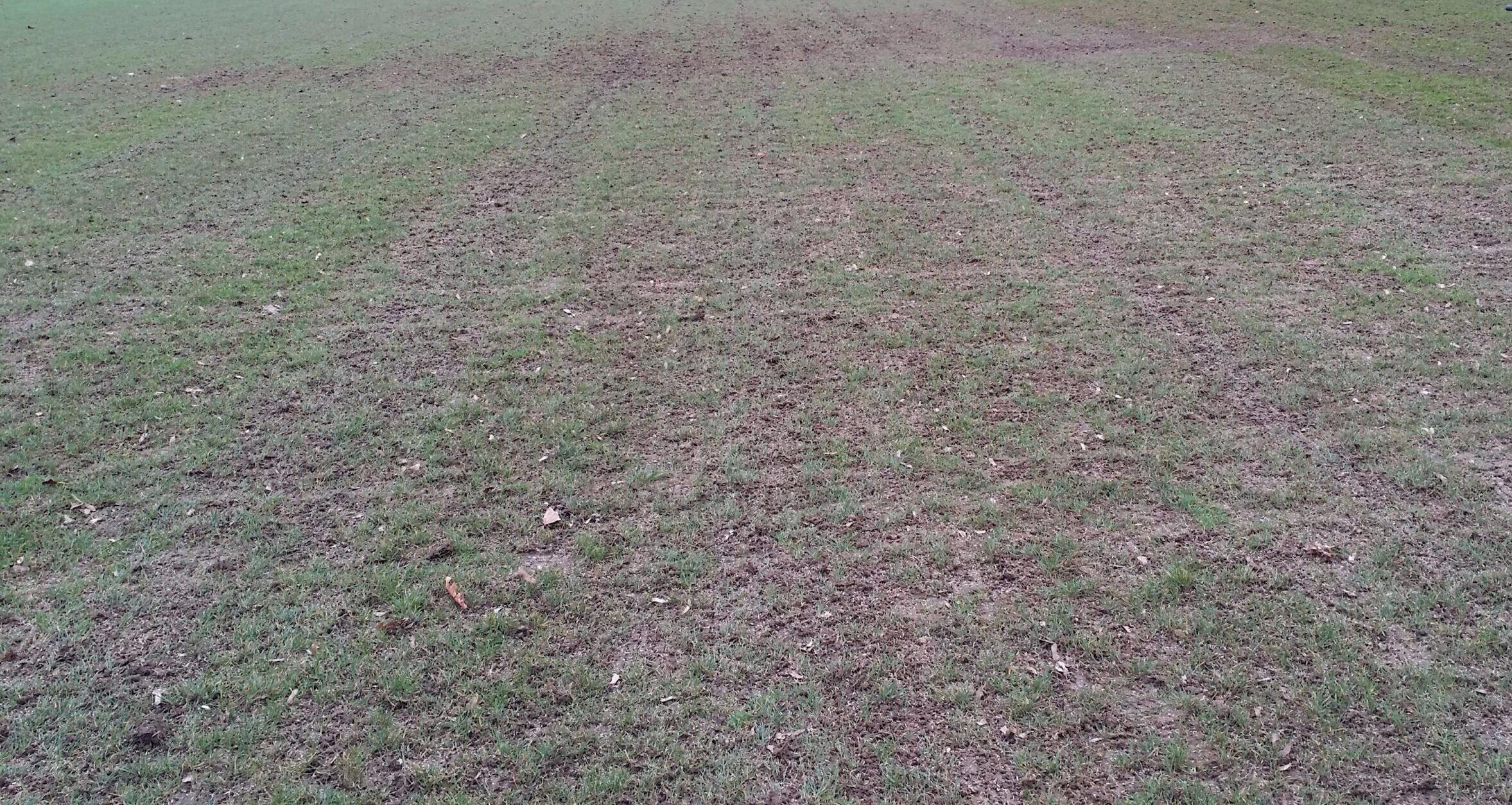 Sowing wildflowers into grass | Germinal Amenity