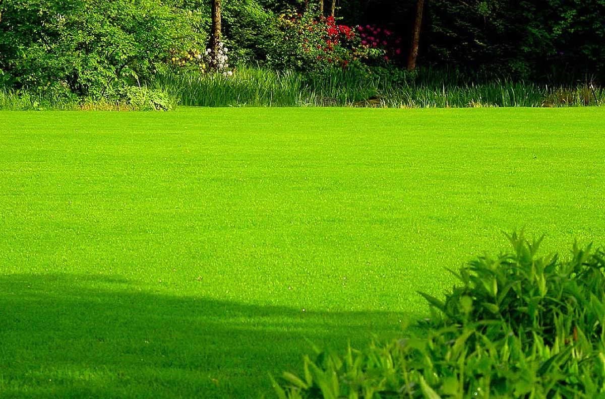 Creating and maintaining a lawn | Germinal Amenity
