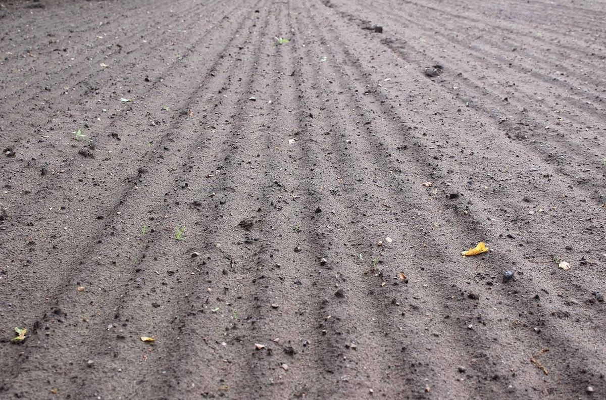 Creating and maintaining a lawn | Germinal Amenity