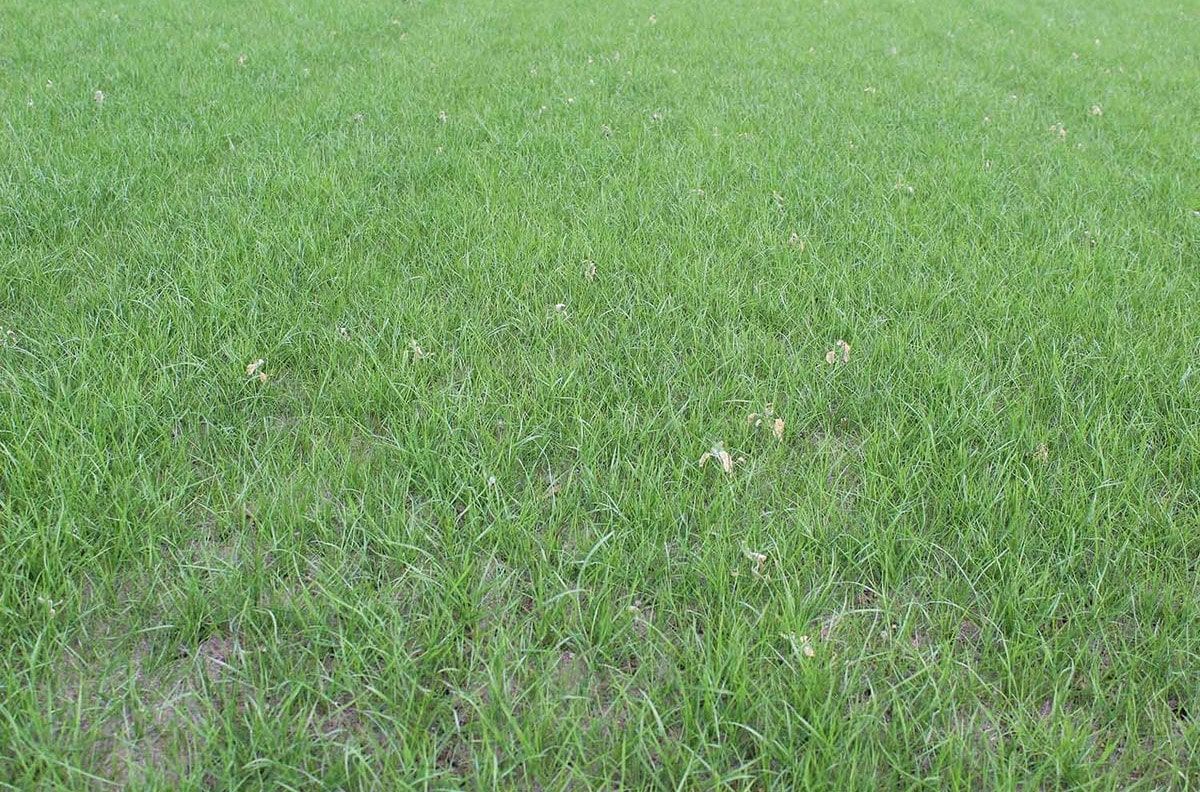 Creating and maintaining a lawn | Germinal Amenity