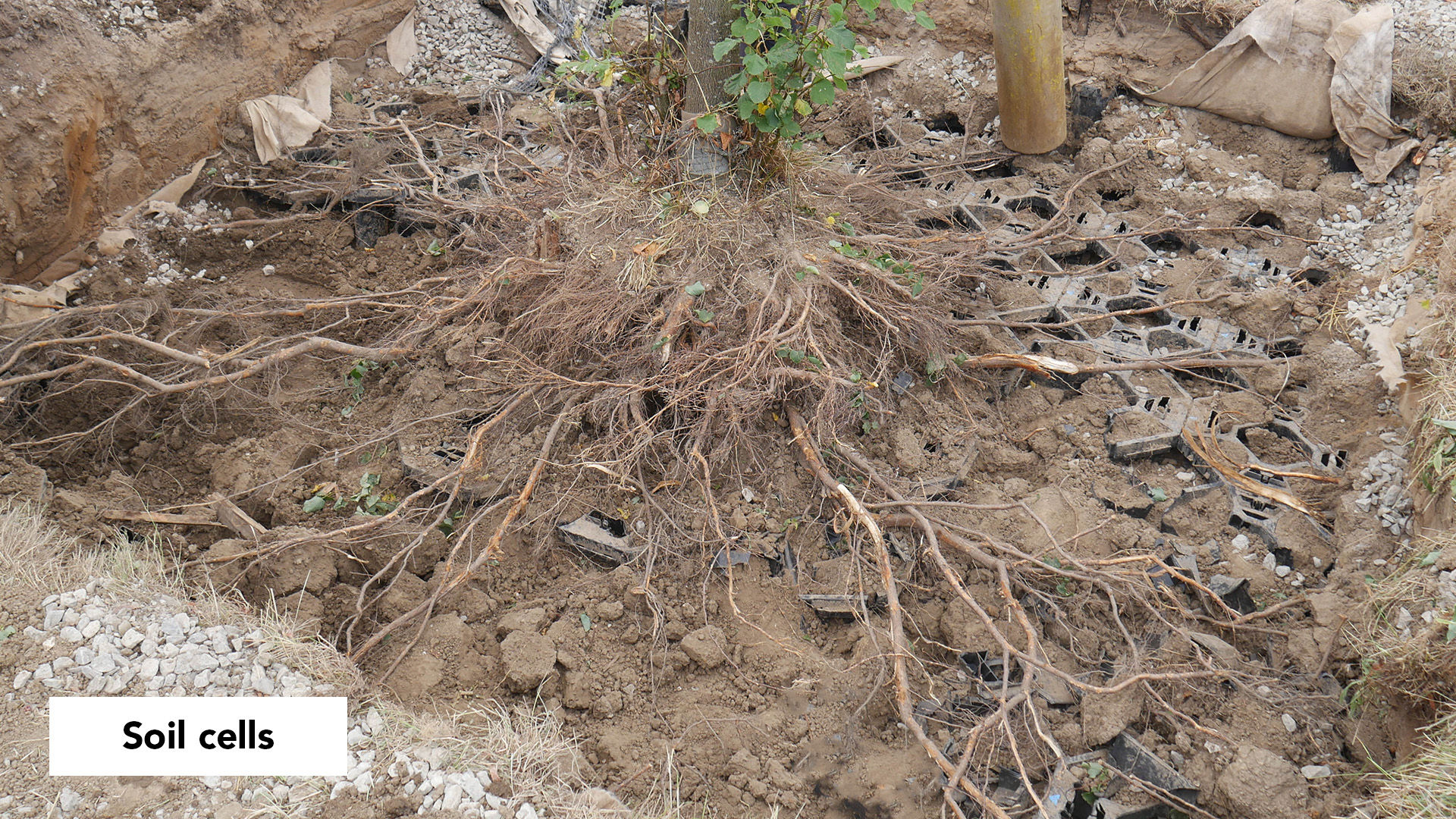 Comparing Tree Planting Media: A Comprehensive Overview | GreenBlue ...