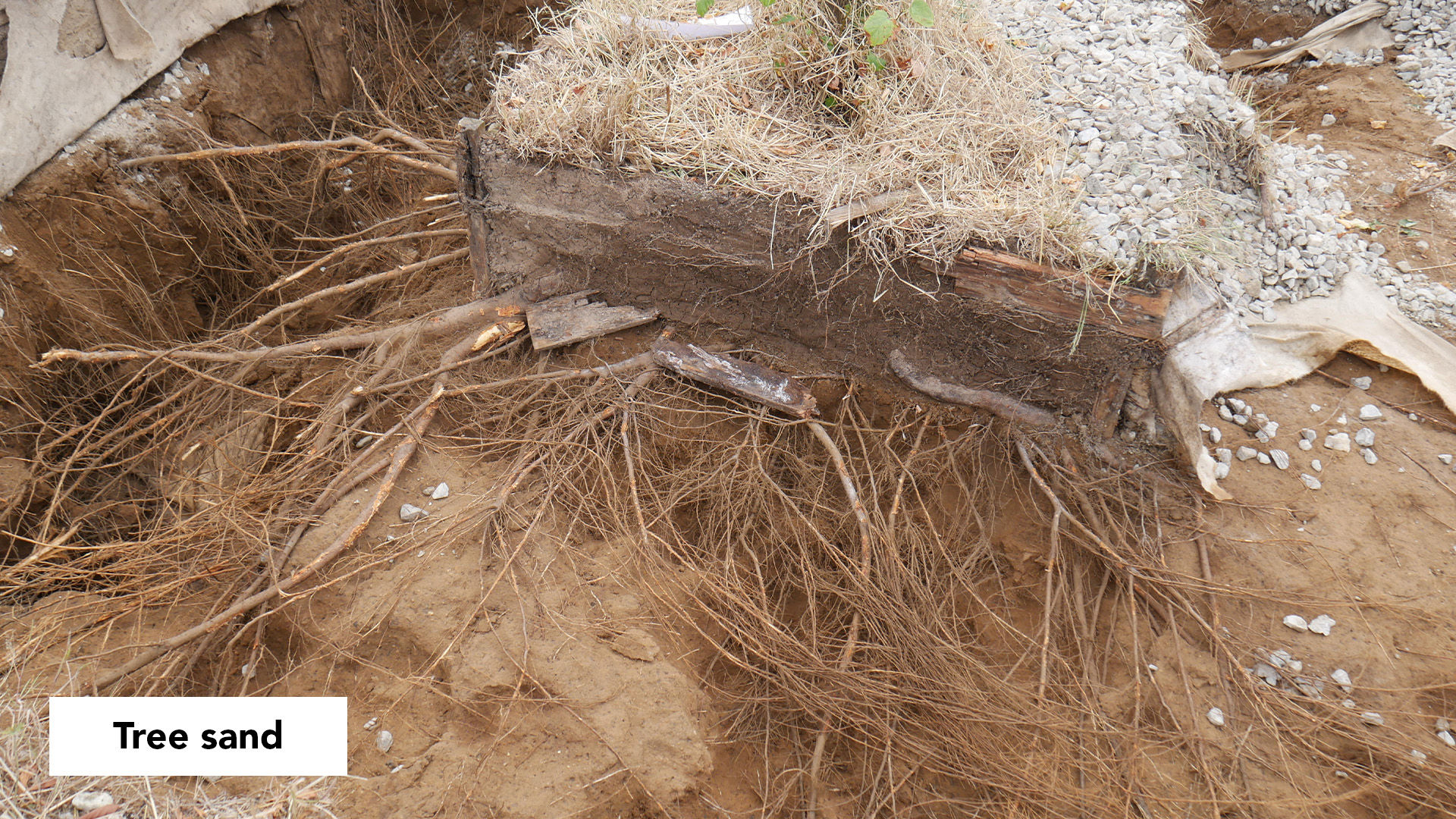 Comparing Tree Planting Media: A Comprehensive Overview | GreenBlue ...