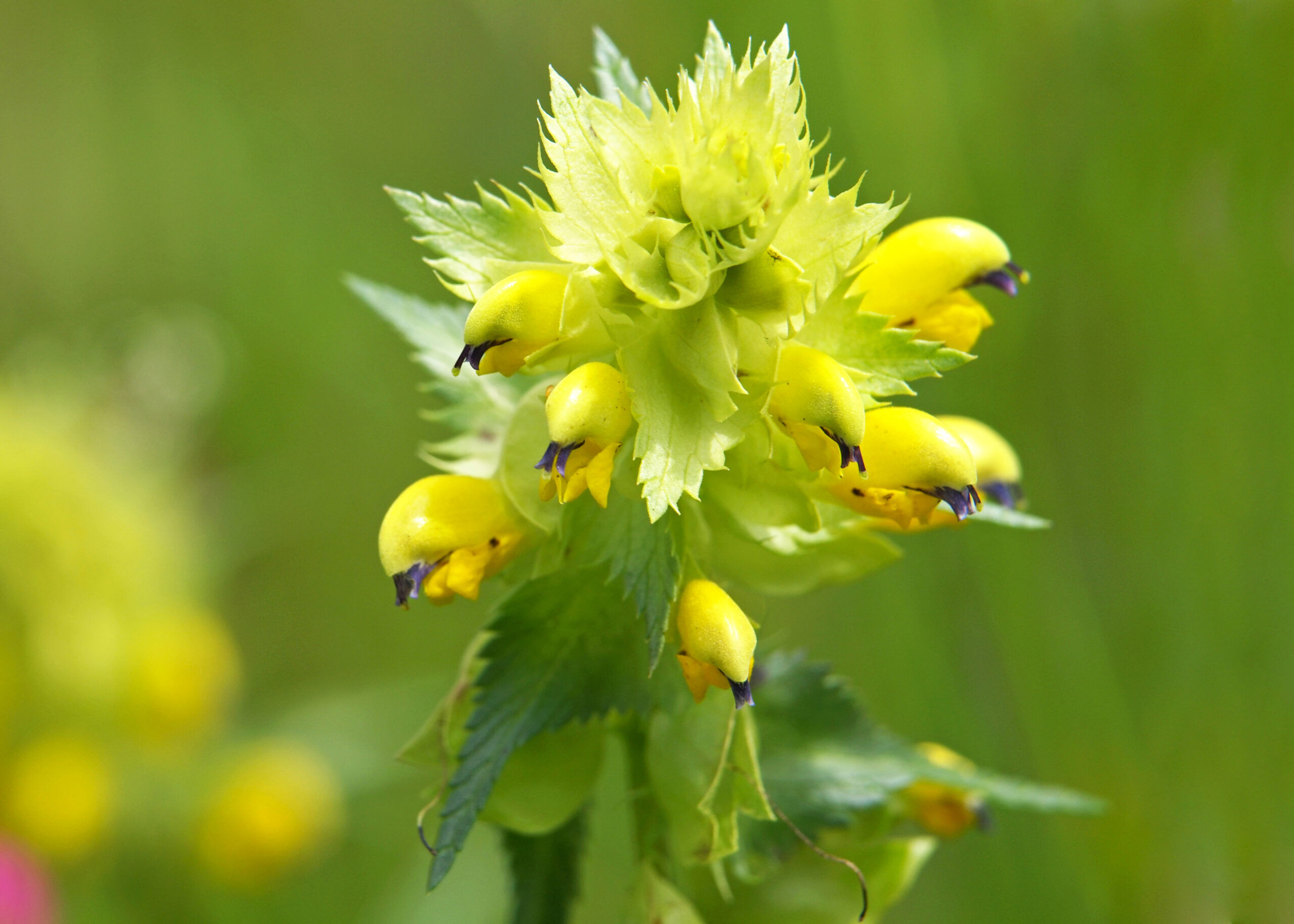 Yellow Rattle - The Ecological Marvel | Harrowden