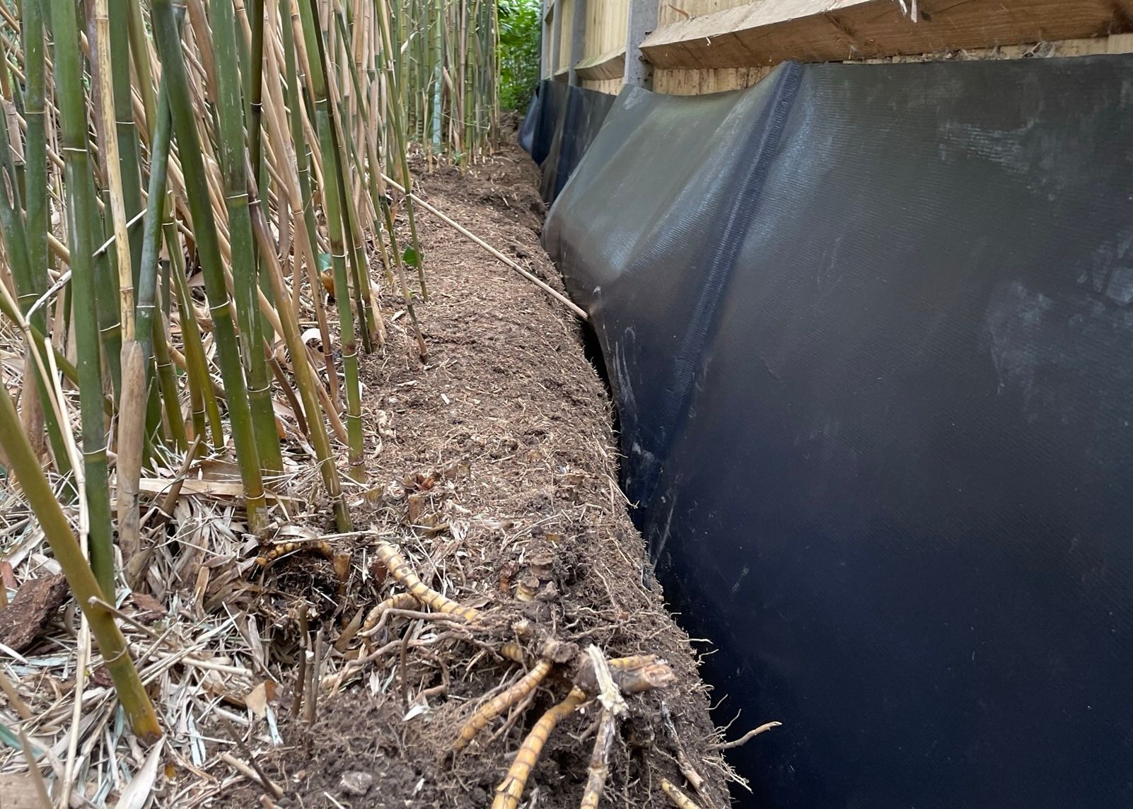Bamboo: the new Japanese knotweed | Root Barrier Store