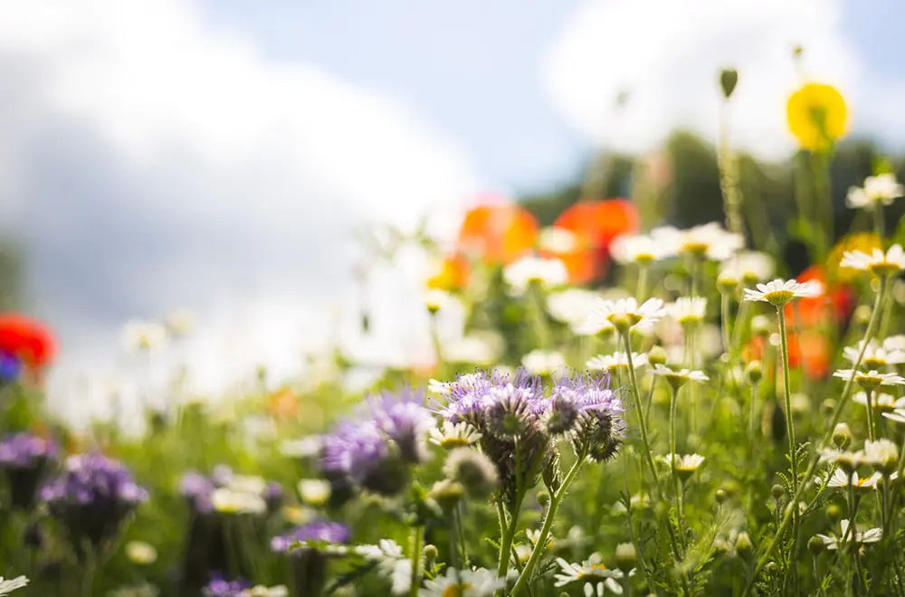 3 Biodiversity Net Gain examples for landscape projects | Germinal Amenity