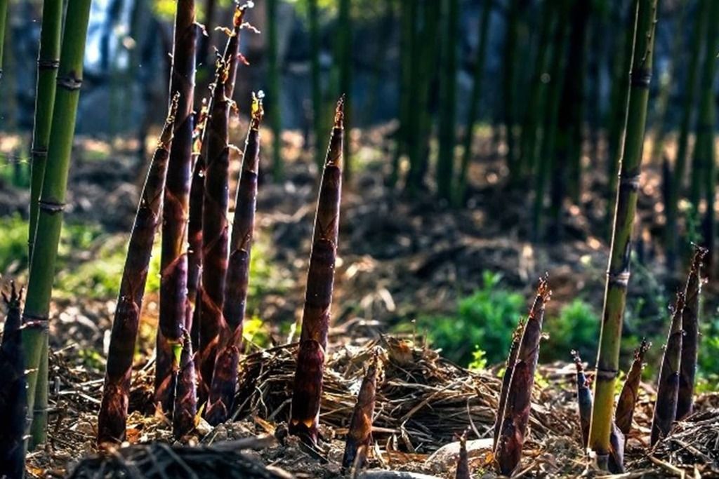 Bamboo Decking: The sustainable non-slip choice | Gripsure