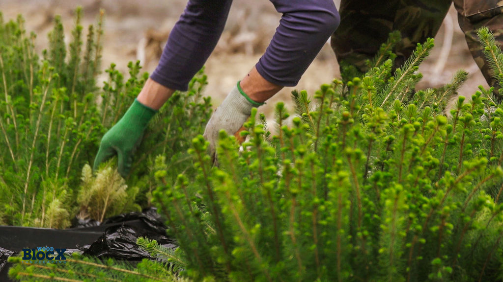 Why our forests matter | WoodBlocX