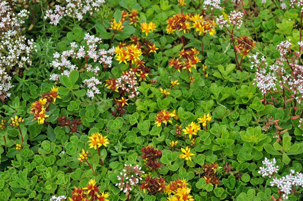 Low maintenance landscaping that supports biodiversity | Harrowden