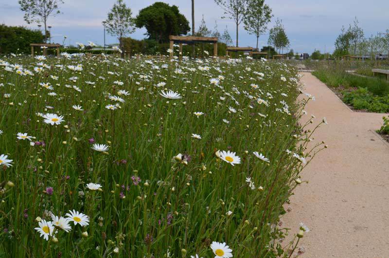 Planting solutions that can save you money | Harrowden