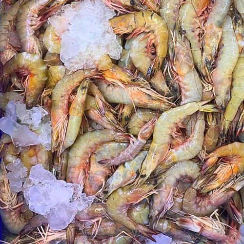 Pristine Prawns and Shellfish for Seafood Lovers | My LokalMarket