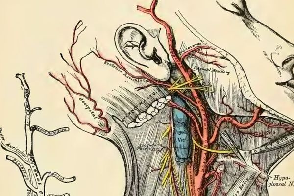 The Evolution of Medical Illustration: From Ancient Techniques to ...