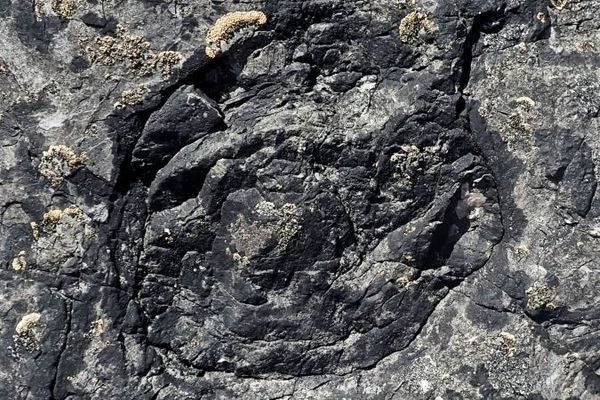 Discovery of Ancient Forest: Uncovering Earth's Oldest Fossilized Trees