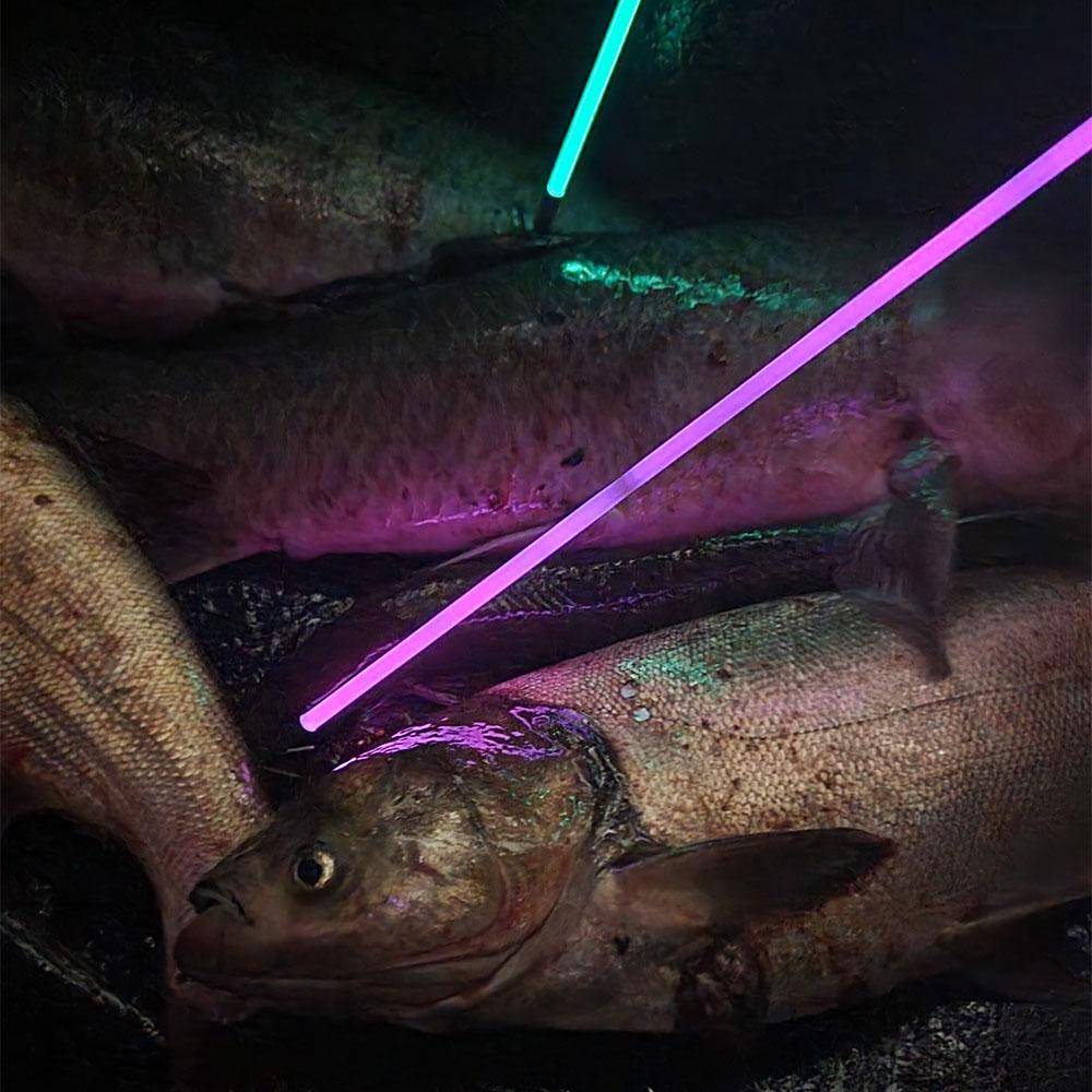 Muzzy Sabre Lighted Bowfishing Arrows w/Carp Point - Feather Arms