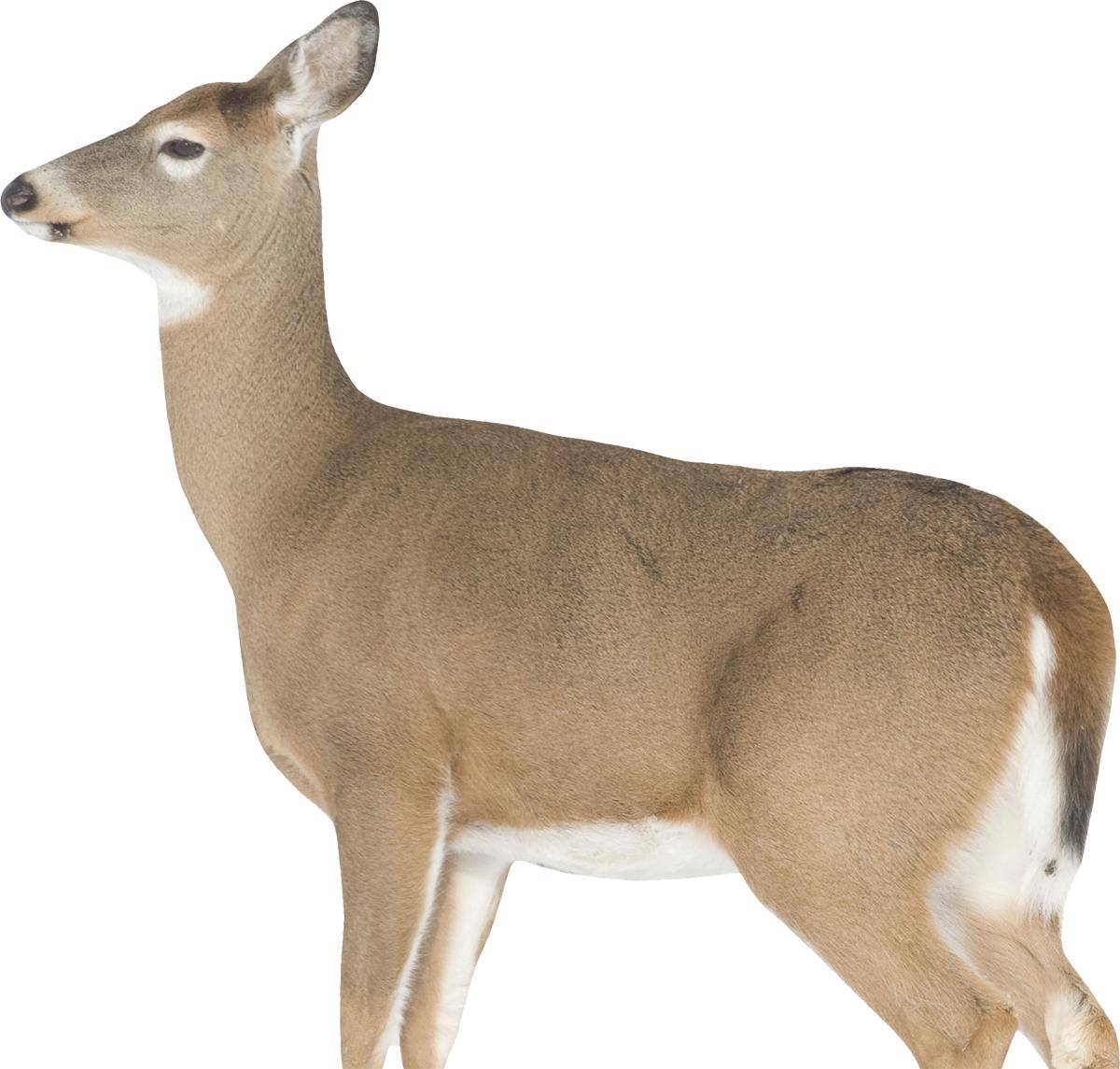 Montana Decoy Co Dreamy Doe Decoy - Feather Arms