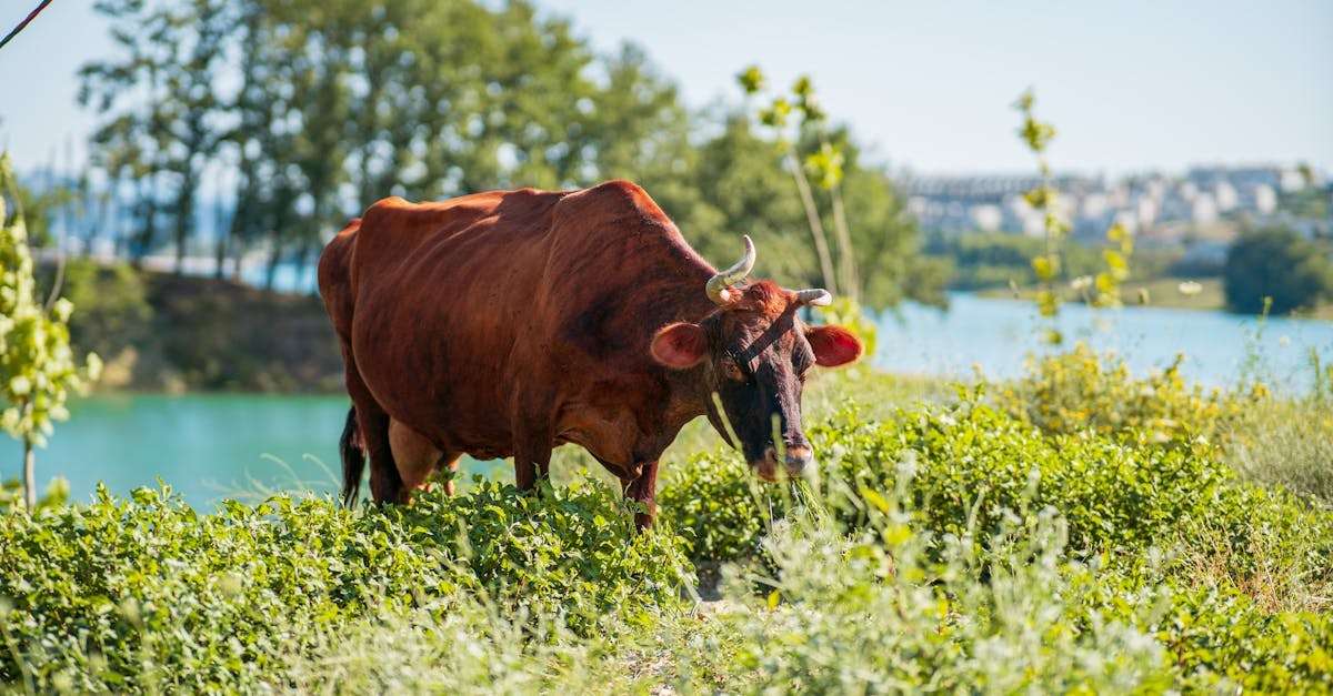 Precision Livestock Farming: How AI and IoT Are Transforming Animal ...