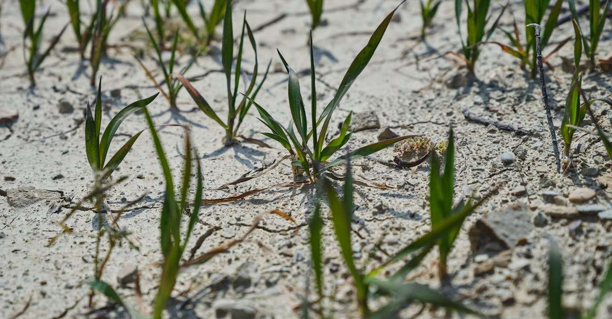 Drought-Resistant Crops: Building Climate Resilience in Agriculture