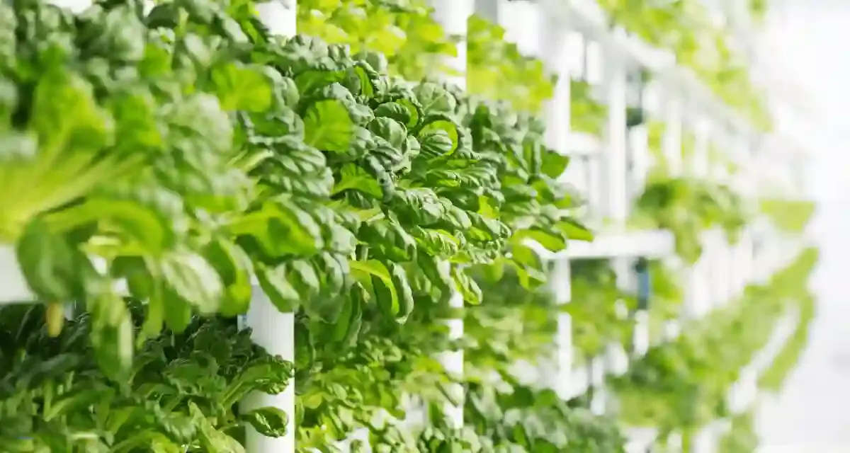 The Role of Vertical Farming in Sustainable Agriculture