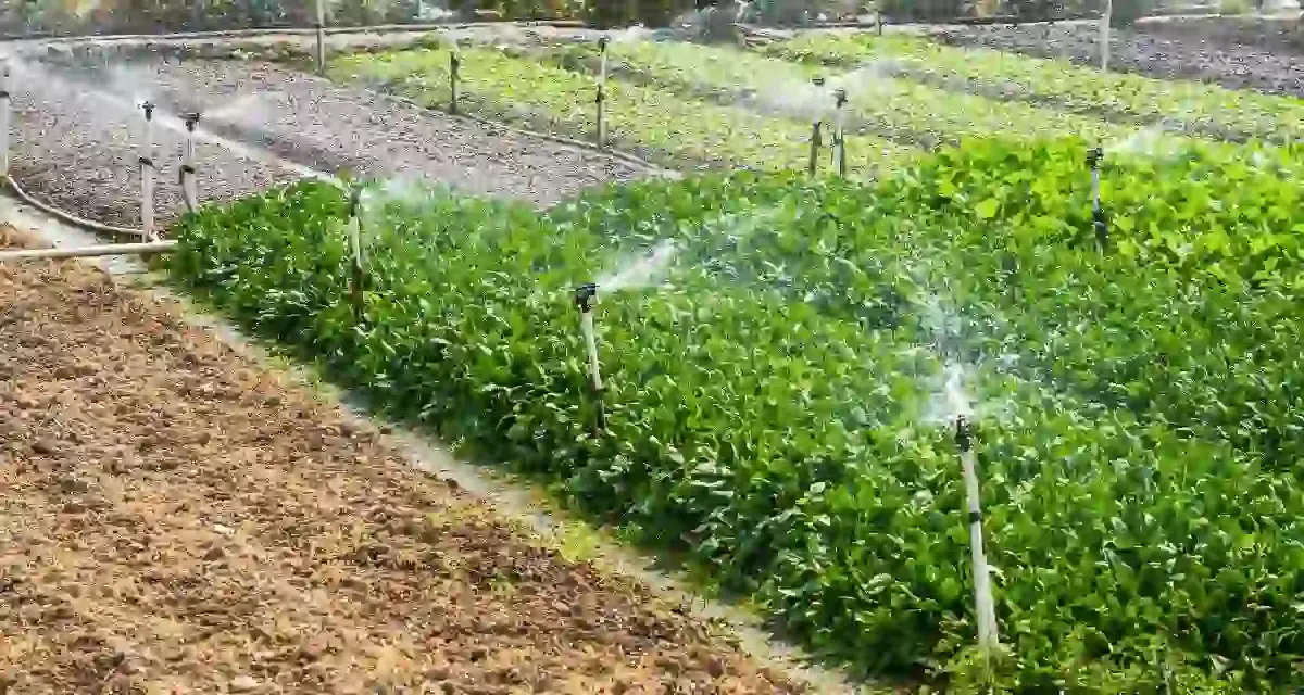 Water Preservation Techniques for Sustainable Agriculture