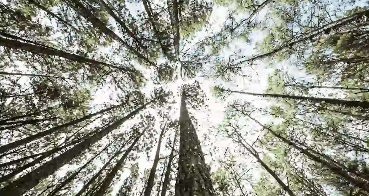 Agroforestry and Sustainable Land Management: Integrating Trees for ...
