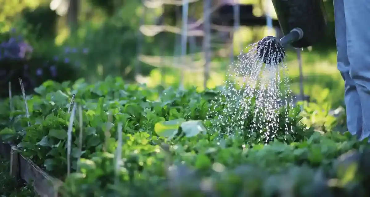 Water Preservation in Agriculture: Strategies for Sustainable Farming