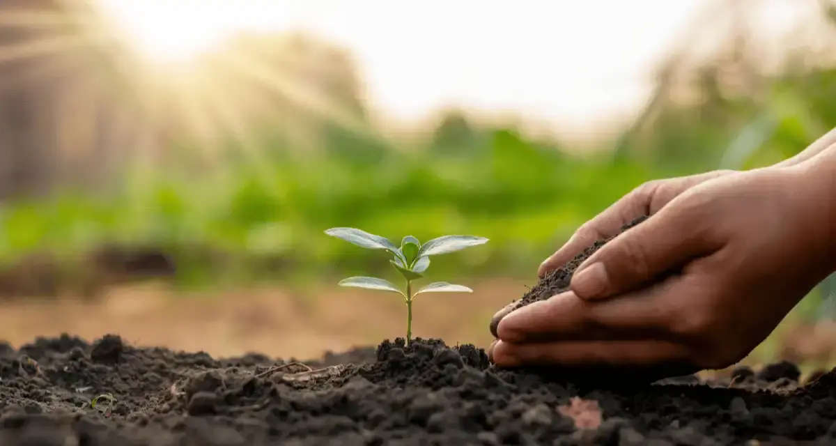 Soil Regeneration Techniques: How Farmers Are Rebuilding Soil Health ...