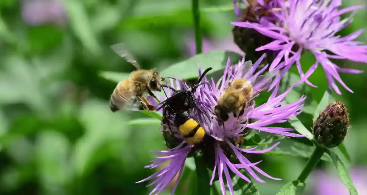 Pollinator Strips in Regenerative Farming: Designing Floral Highways ...