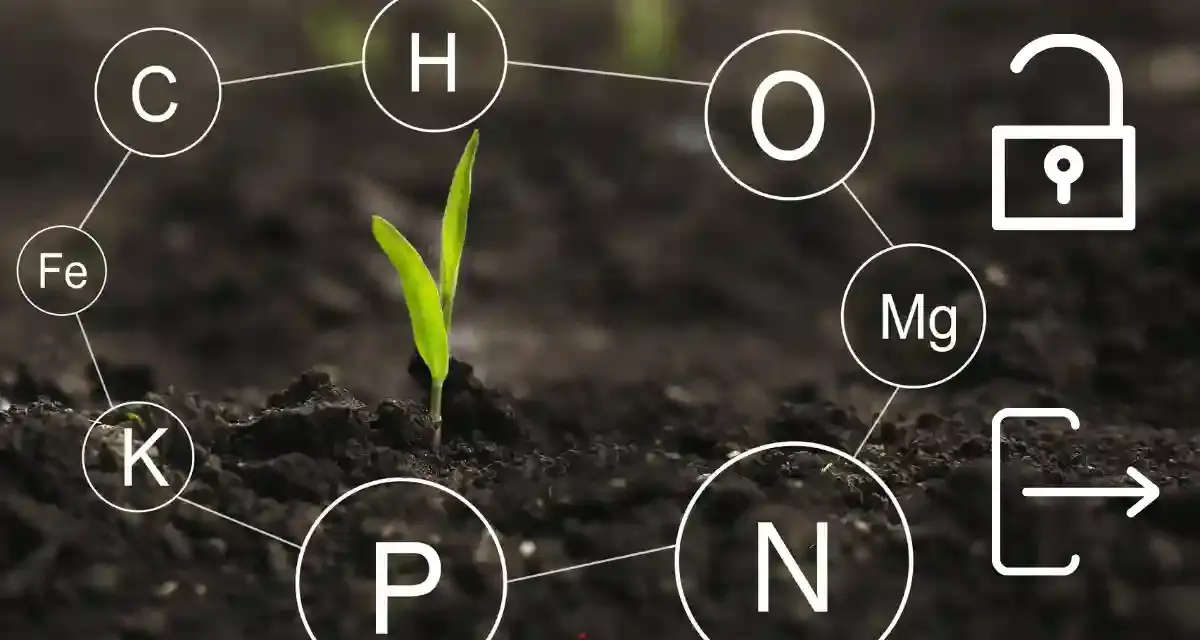 Soil Microbes Matter: Unlocking the Underground Ecosystem