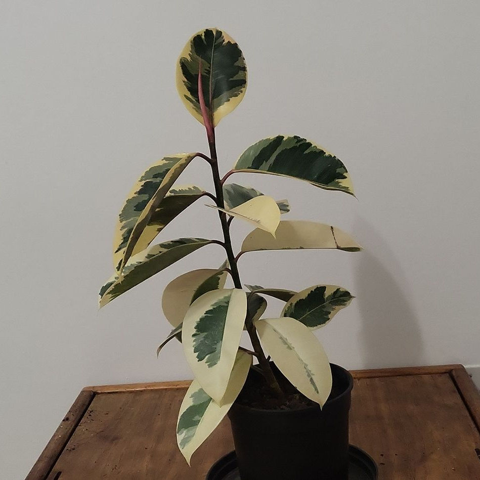 Variegated Rubber Plant For Sale