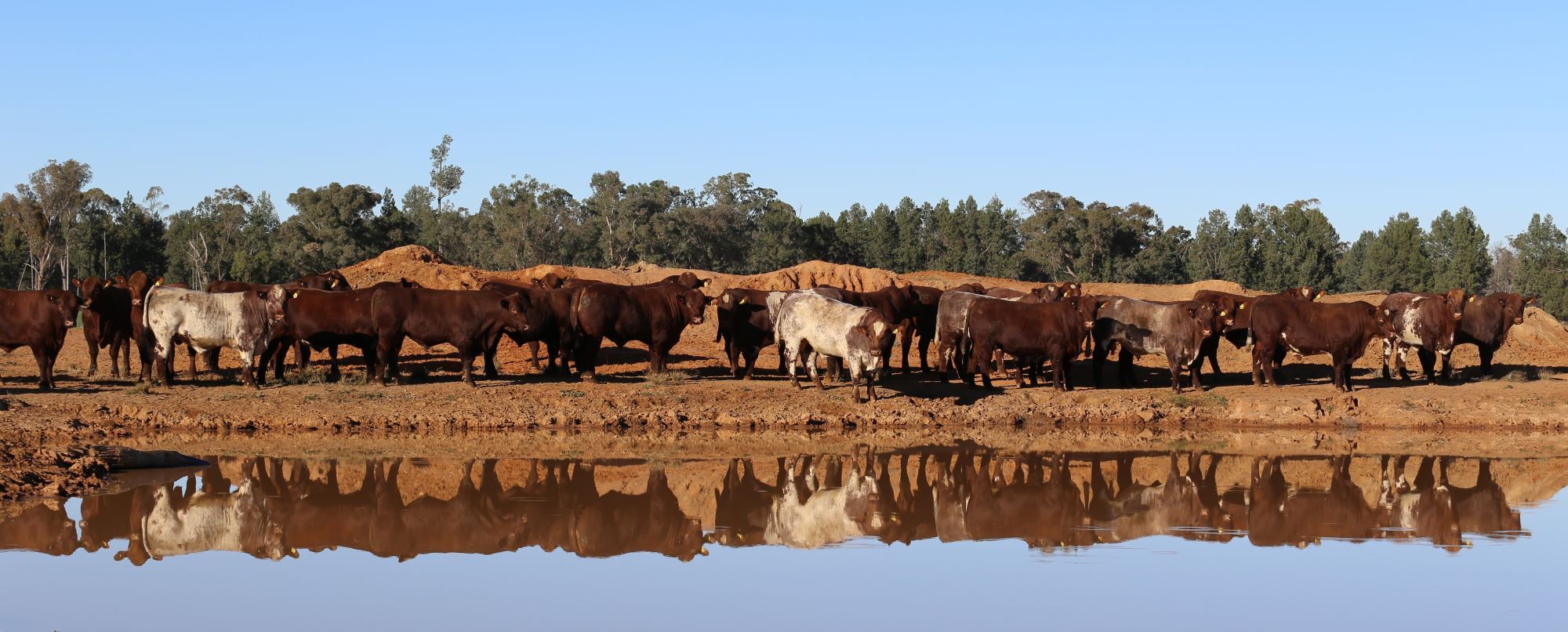 bulls dam bank | Futurity Pastoral
