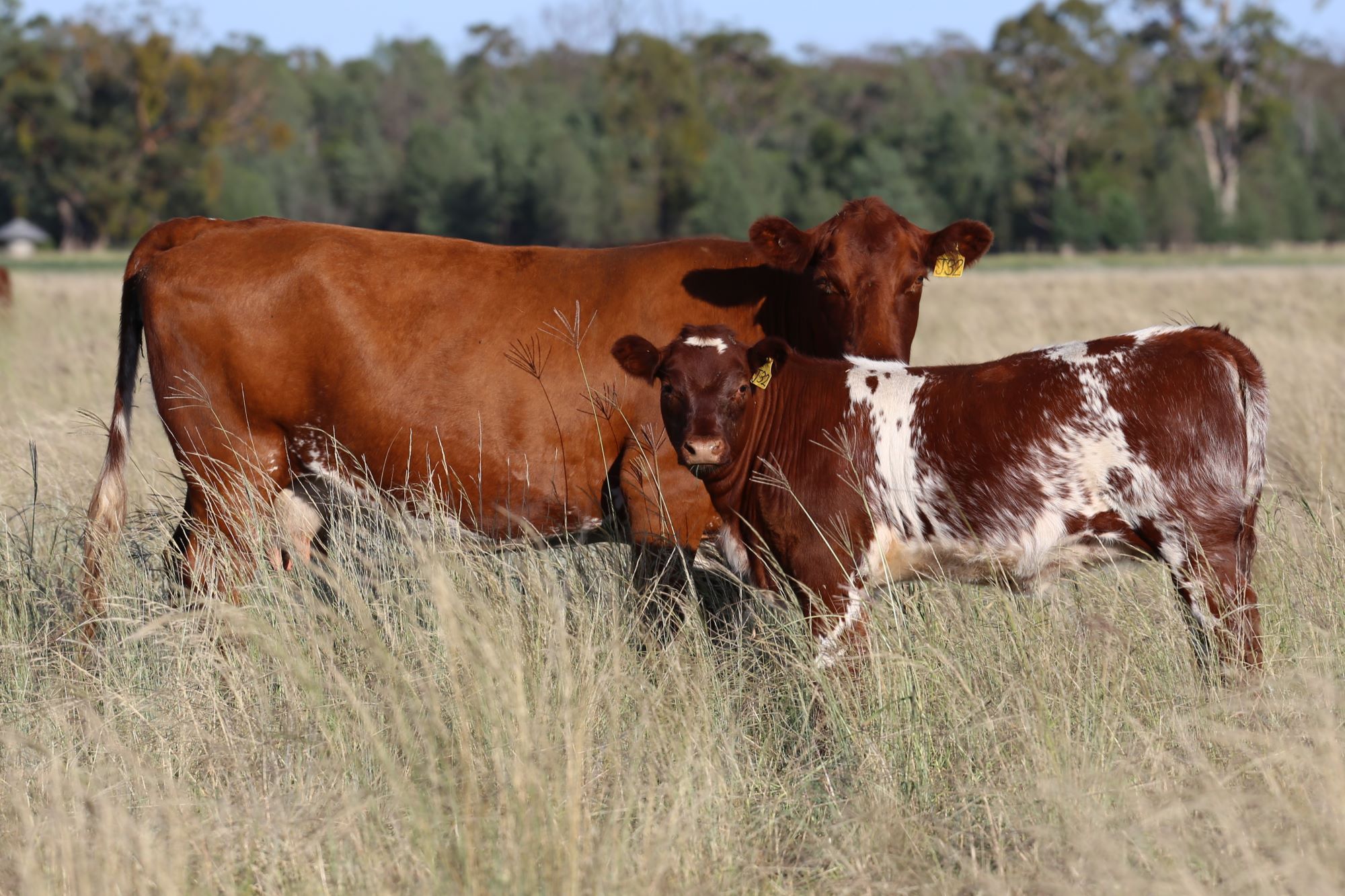 SH cow heifer calf | Futurity Pastoral
