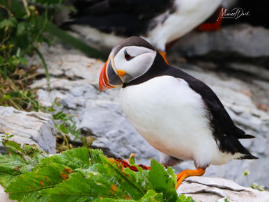 Macareux de la Cote-nord, by the artist Marcel Doré | Gallea