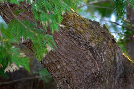 8559, by the artist Lieberman | Gallea