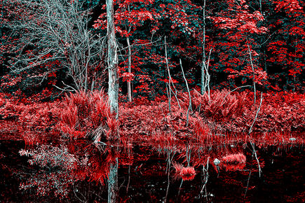 red over green, by the artist Lieberman | Gallea