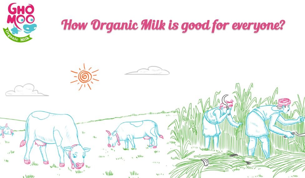 How Organic Milk is good for everyone? - Ghomoo